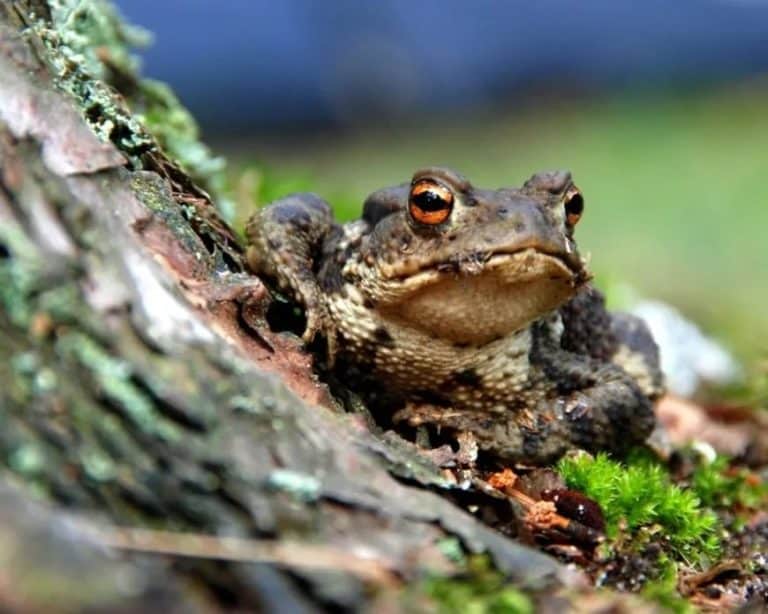 13 Different Types of Toads – Nayturr