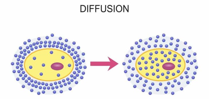 4 Types of Passive Transport (Plus Vital Facts) – Nayturr