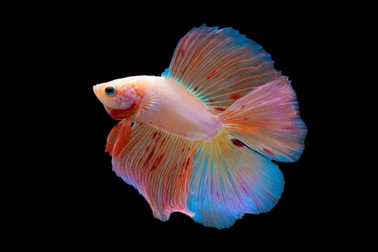 7 of the Most Colorful Betta Fish for Your Home Fish Tank – Nayturr