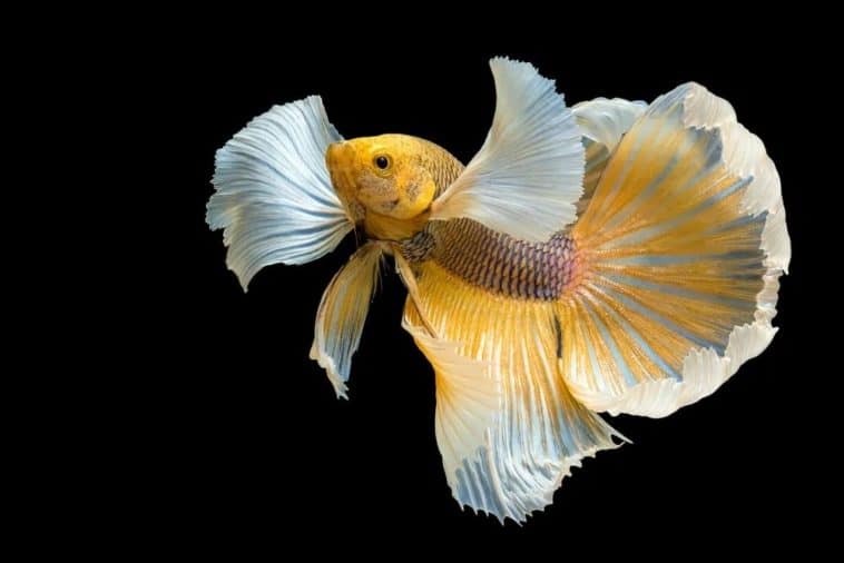 7 of the Most Colorful Betta Fish for Your Home Fish Tank – Nayturr