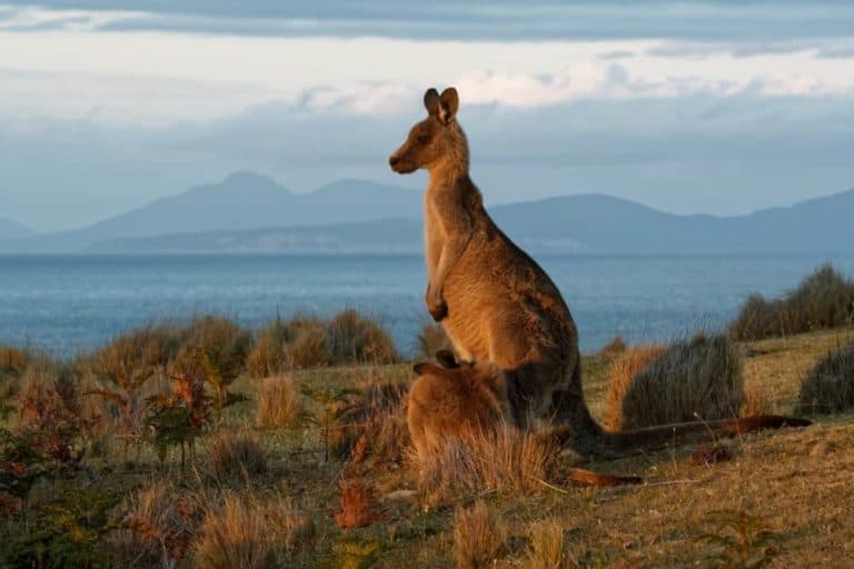 4 Types of Kangaroos – Nayturr