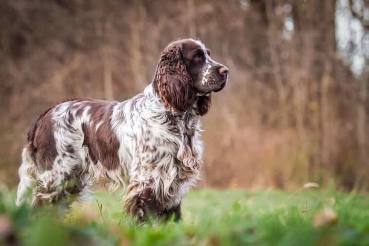 18 Different Types of Spaniels – What Kind is Your Favorite – Nayturr