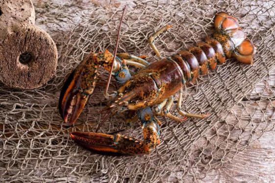 15 Different Types of Lobster – Nayturr