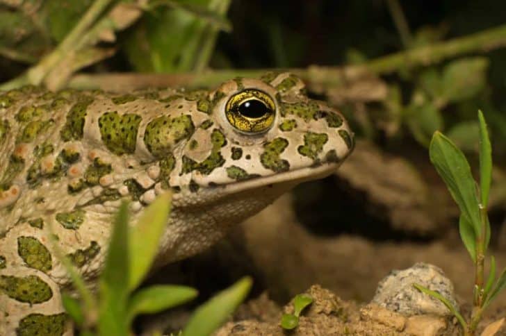 13 Different Types of Toads – Nayturr