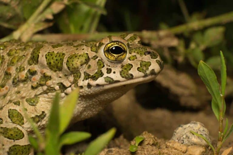13 Different Types of Toads – Nayturr