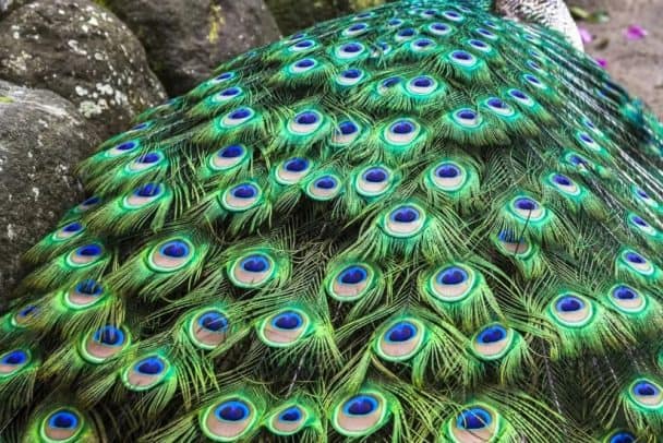 3 Types of Peacocks (Plus Interesting Facts) – Nayturr