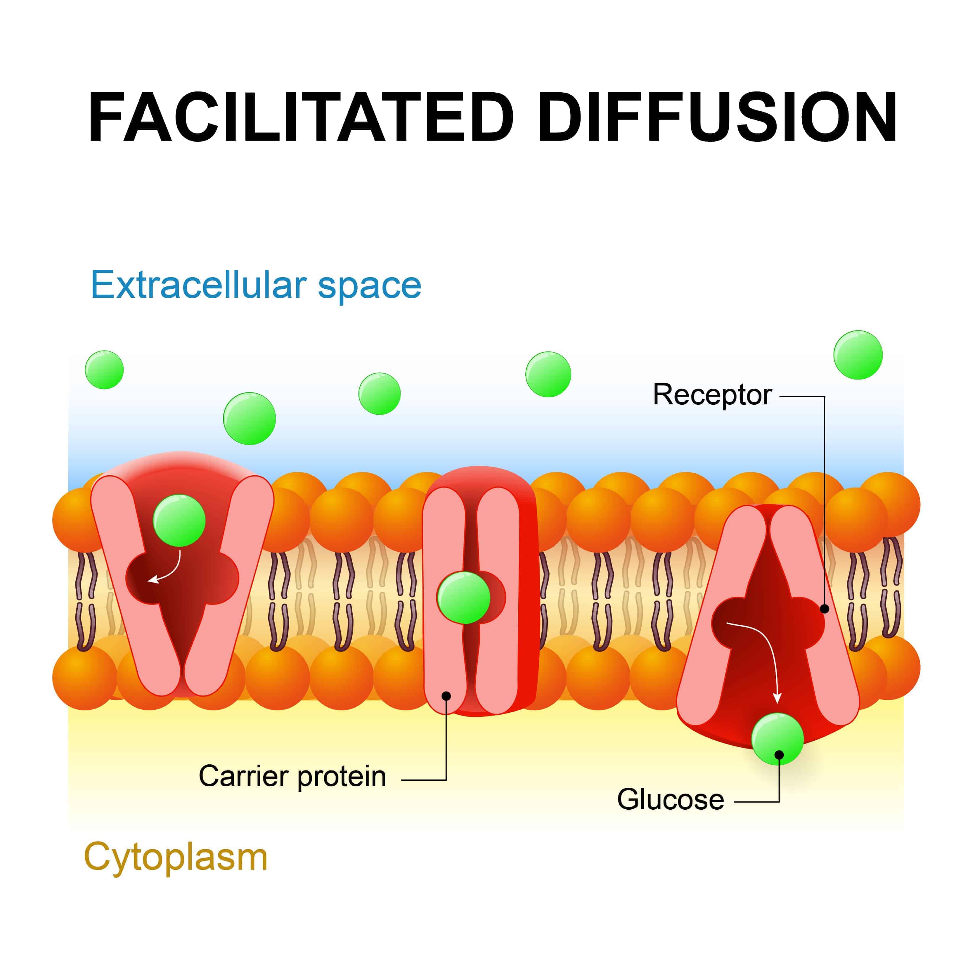 4 Types Of Passive Transport Plus Vital Facts Nayturr