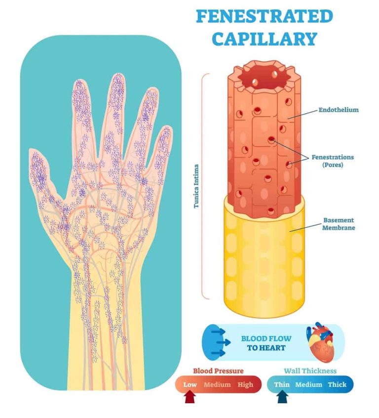 3 Types of Capillaries (Plus Interesting Facts) – Nayturr