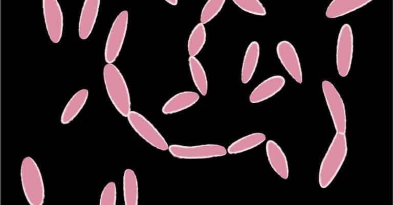 23 Different Types of Bacteria