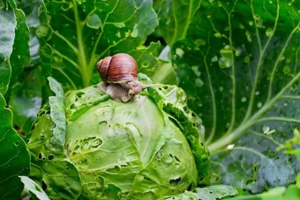 6 Different Types of Snails (Plus Interesting Facts) – Nayturr