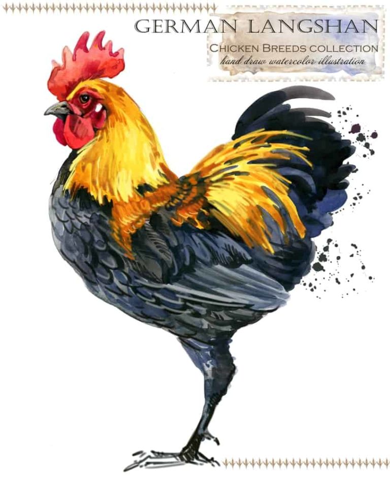 12 Different Types of Chickens (Breeds) – Nayturr