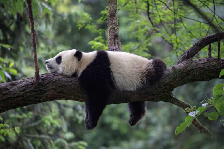 11 Types of Bears From Around the World – Nayturr