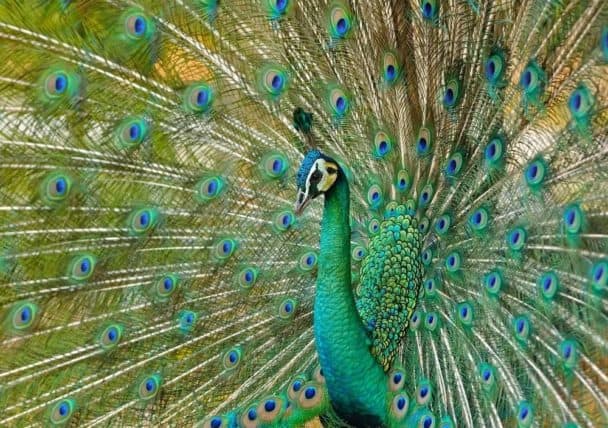 3 Types of Peacocks (Plus Interesting Facts) – Nayturr