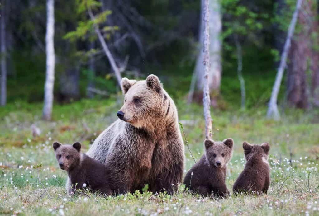 11 Types of Bears From Around the World – Nayturr