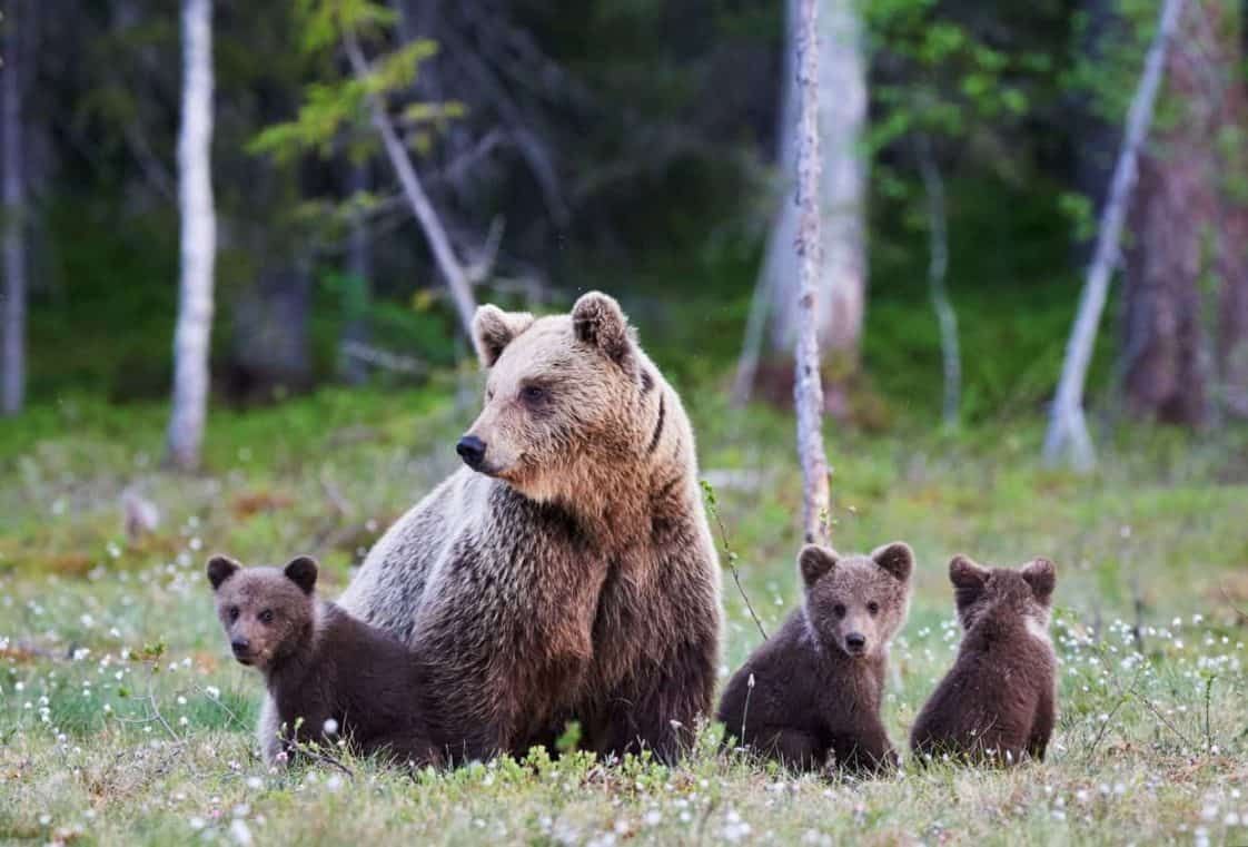 11 Types of Bears From Around the World – Nayturr
