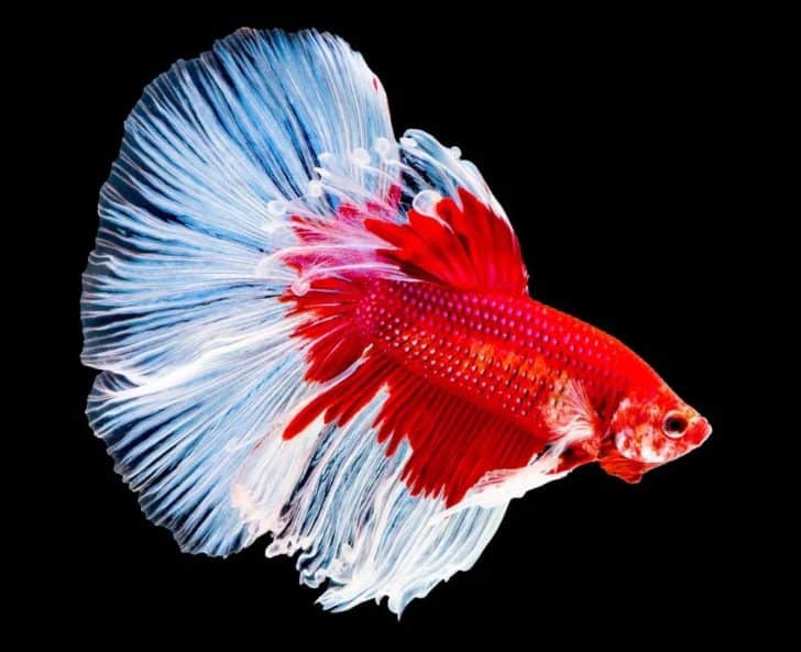7 of the Most Colorful Betta Fish for Your Home Fish Tank – Nayturr