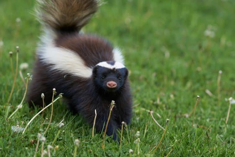 5 Different Types of Skunks – Nayturr