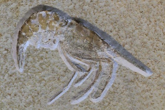 15 Different Types of Lobster – Nayturr