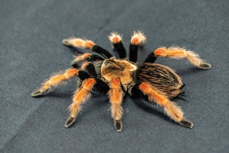 10 Different Types of Tarantulas – Nayturr