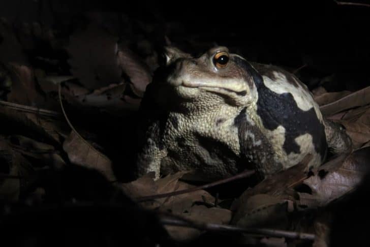 13 Different Types of Toads – Nayturr