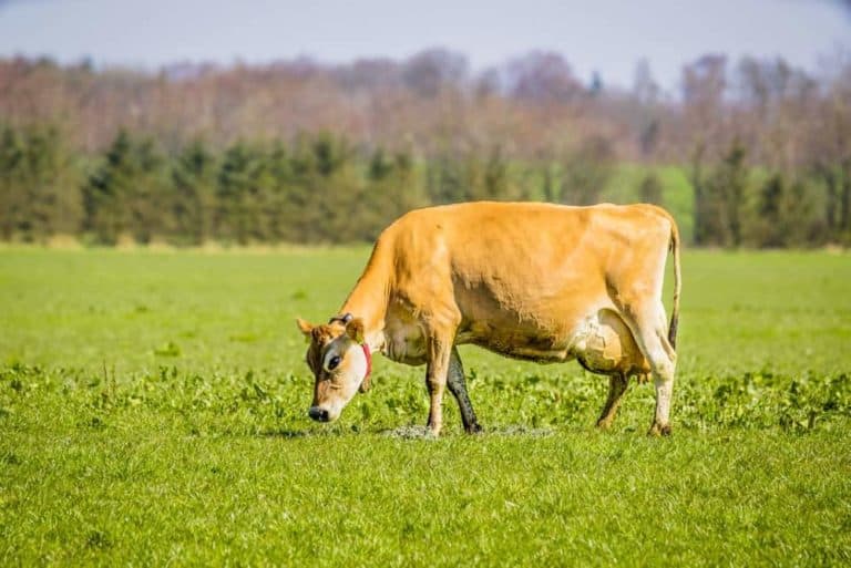 20 Different Types of Cows from Around the World (Chart) – Nayturr