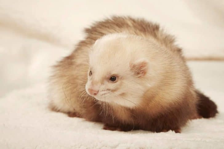18 Different Types of Ferrets – Nayturr