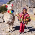 5 Different Types of Llamas (Plus Interesting Facts) – Nayturr