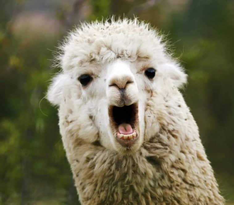 5 Different Types of Llamas (Plus Interesting Facts)