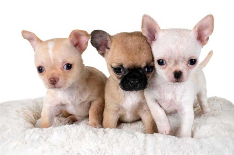 10 Different Types of Chihuahua – Nayturr