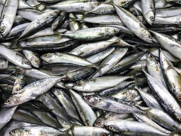 41 Types of Fish (Most Popular Saltwater and Freshwater Fish) – Nayturr