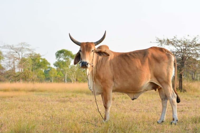 20 Different Types of Cows from Around the World (Chart) – Nayturr