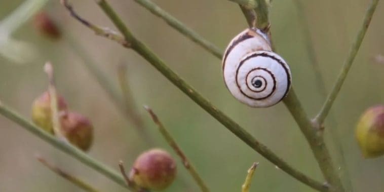 6 Different Types of Snails (Plus Interesting Facts) – Nayturr