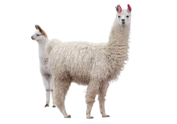 5 Different Types of Llamas (Plus Interesting Facts) – Nayturr