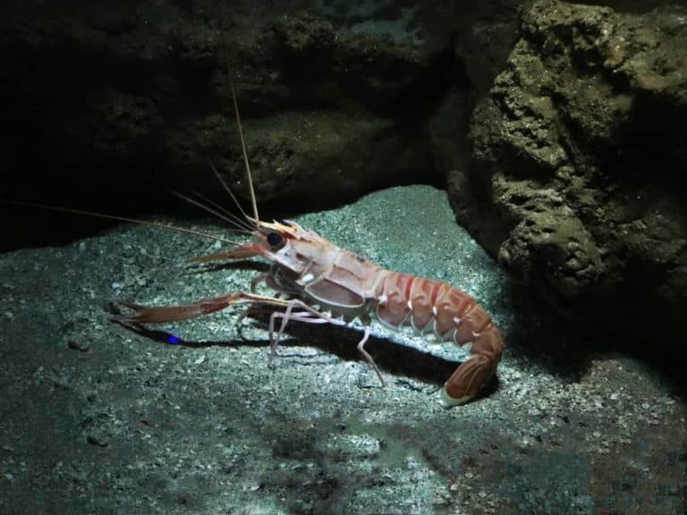 15 Different Types of Lobster – Nayturr