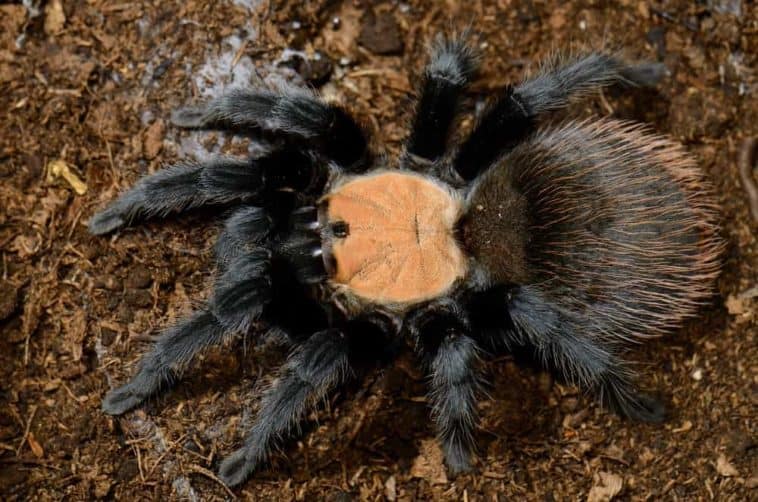 10 Different Types of Tarantulas – Nayturr