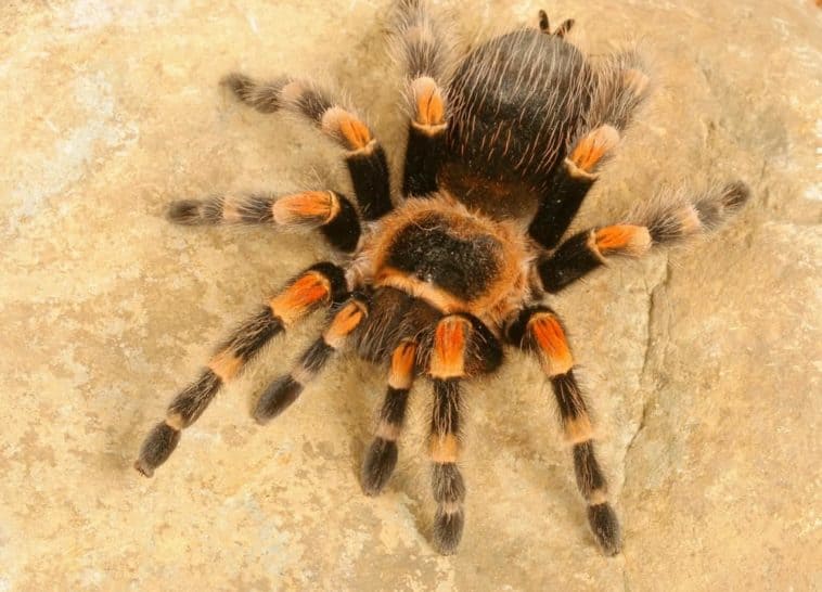 10 Different Types of Tarantulas – Nayturr
