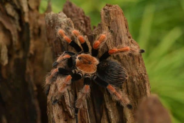 10 Different Types of Tarantulas – Nayturr