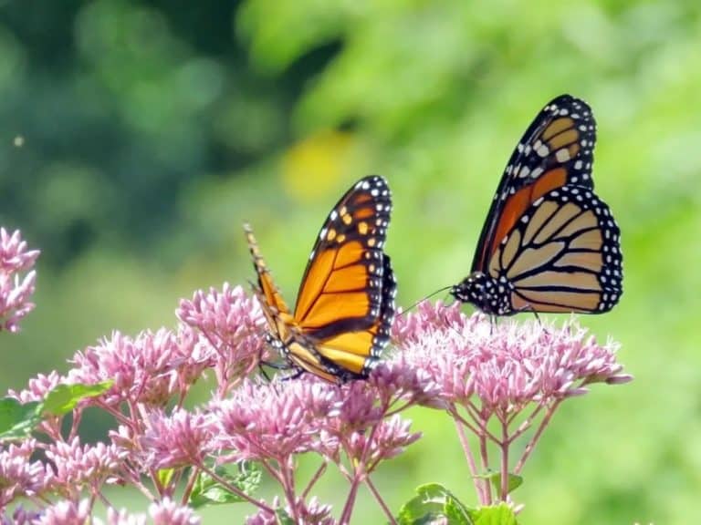 13 Different Types of Butterflies – Nayturr