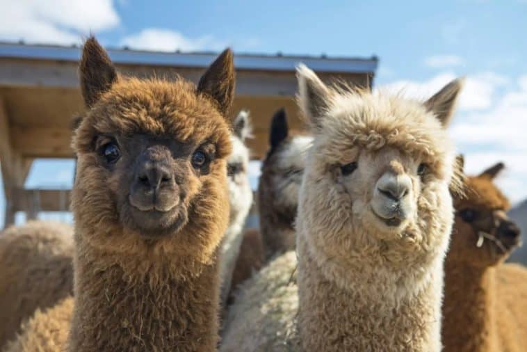 5 Different Types of Llamas (Plus Interesting Facts) – Nayturr