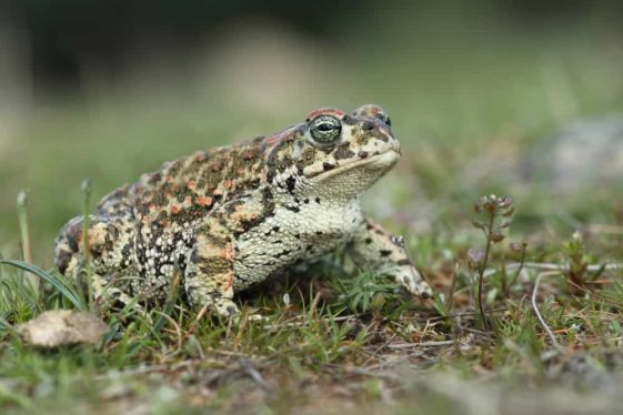 13 Different Types of Toads – Nayturr