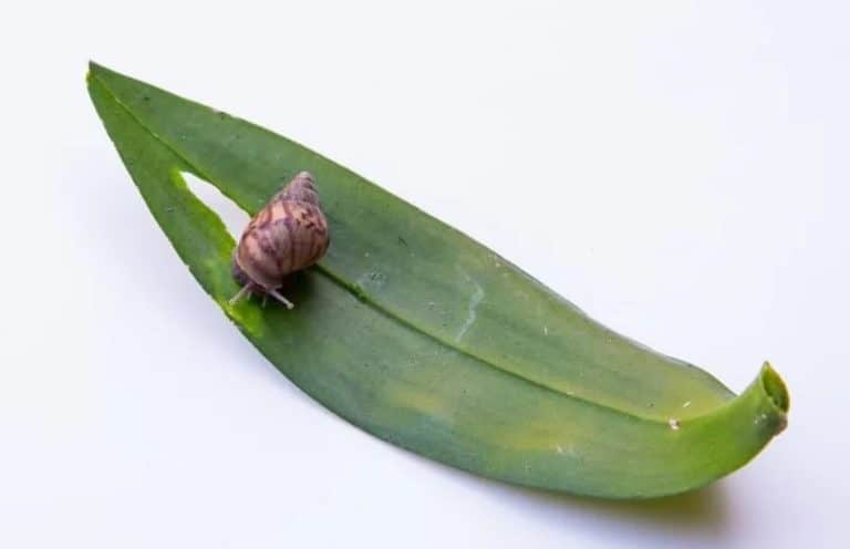 6 Different Types of Snails (Plus Interesting Facts) – Nayturr