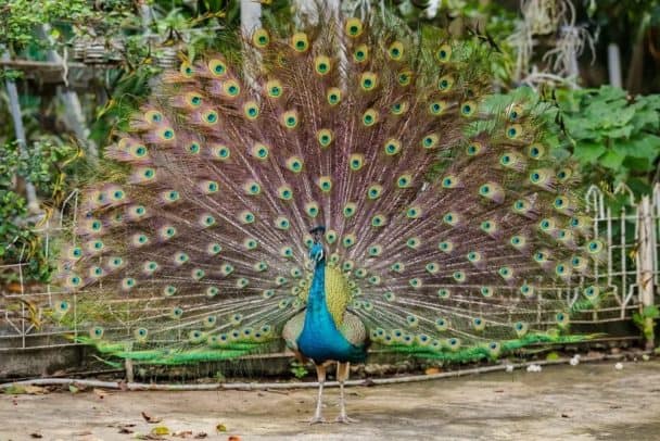 3 Types of Peacocks (Plus Interesting Facts) – Nayturr