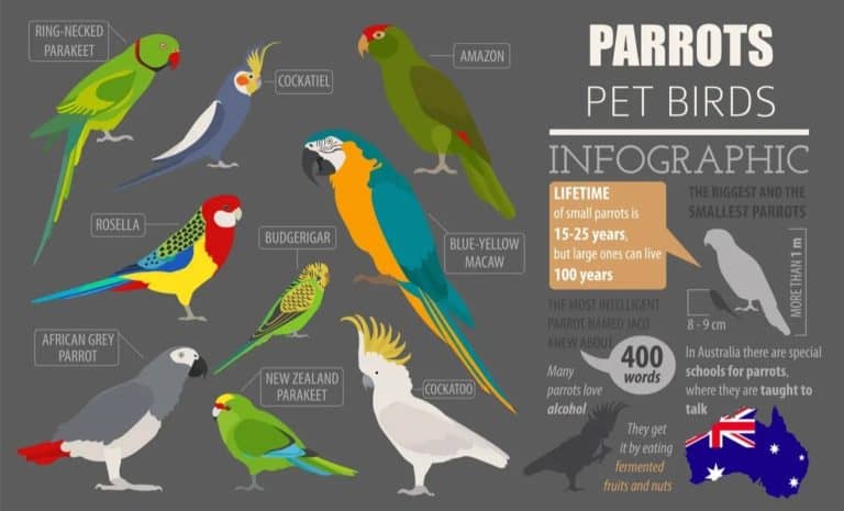 9 Most Popular Types of Pet Parrots – Nayturr