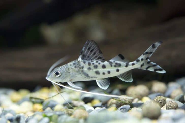 13 Different Types of Catfish – Nayturr