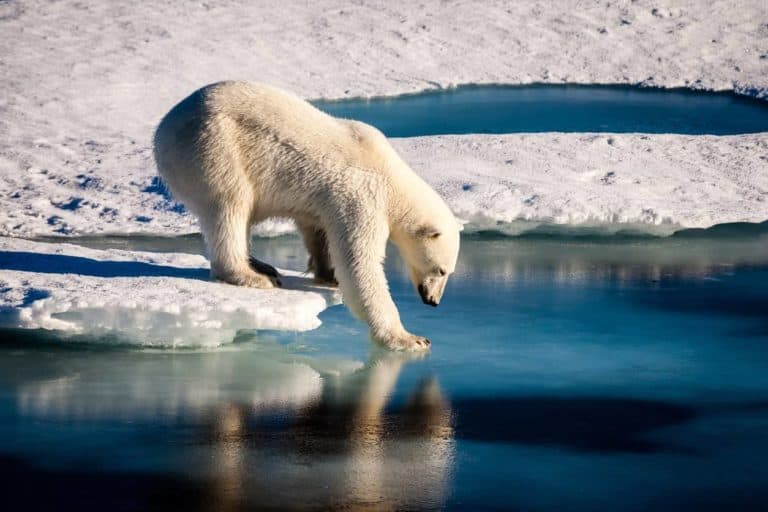 11 Types of Bears From Around the World – Nayturr
