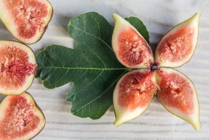 11 Different Types of Fig Trees (Plus Interesting Facts) – Nayturr