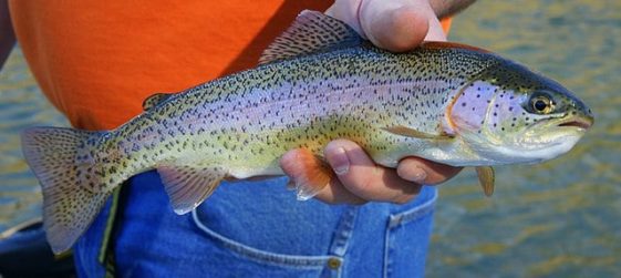 16 Different Types of Trouts – Nayturr