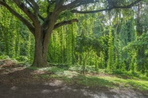 11 Different Types of Fig Trees (Plus Interesting Facts) – Nayturr