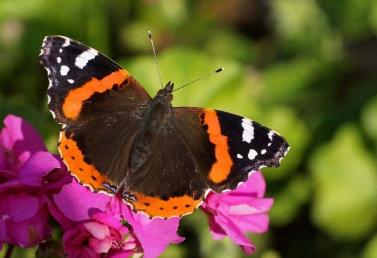 13 Different Types of Butterflies – Nayturr