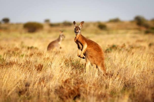 4 Types of Kangaroos – Nayturr